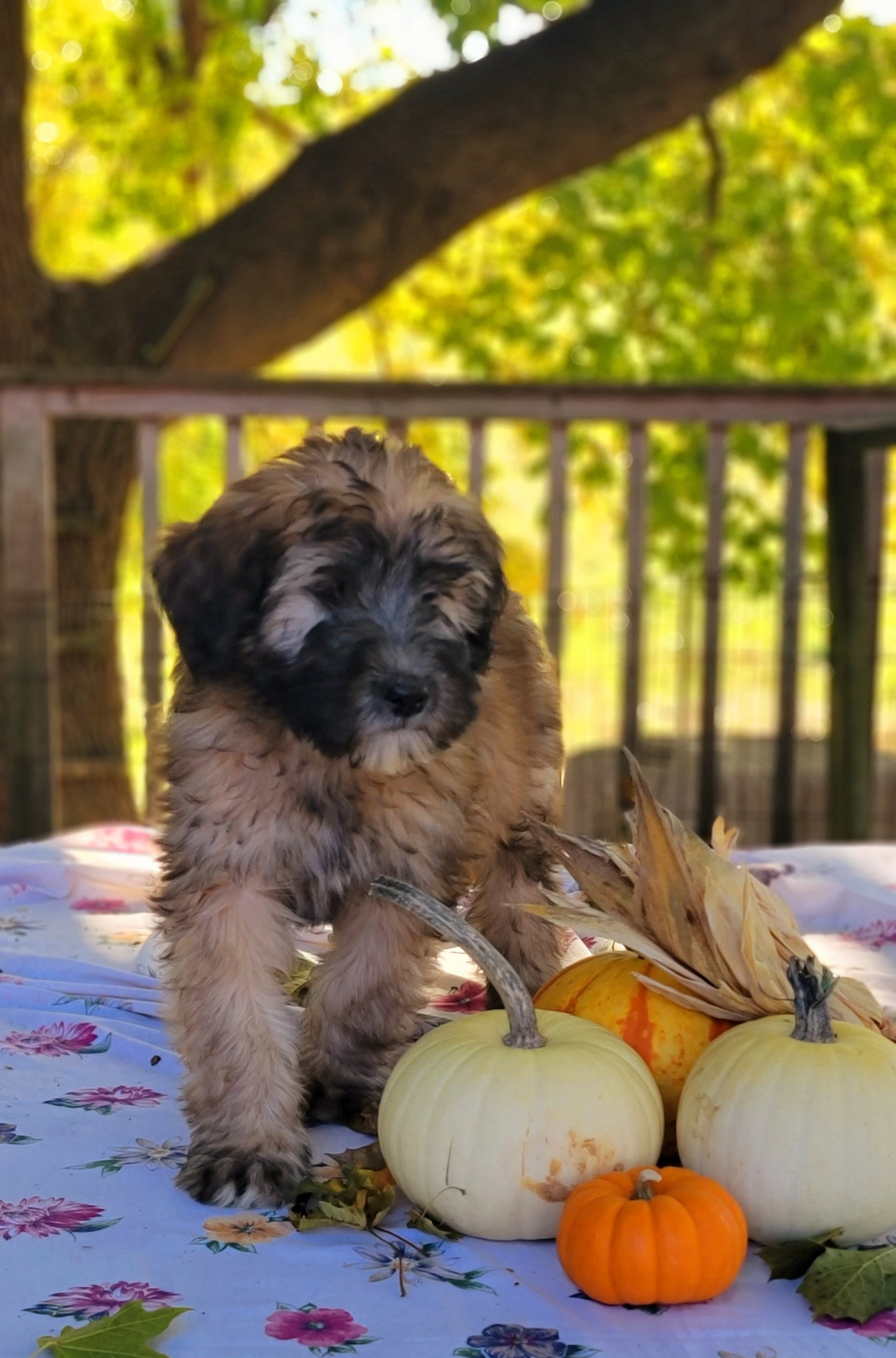 Whoodle Puppies - Bella Chien Goldens